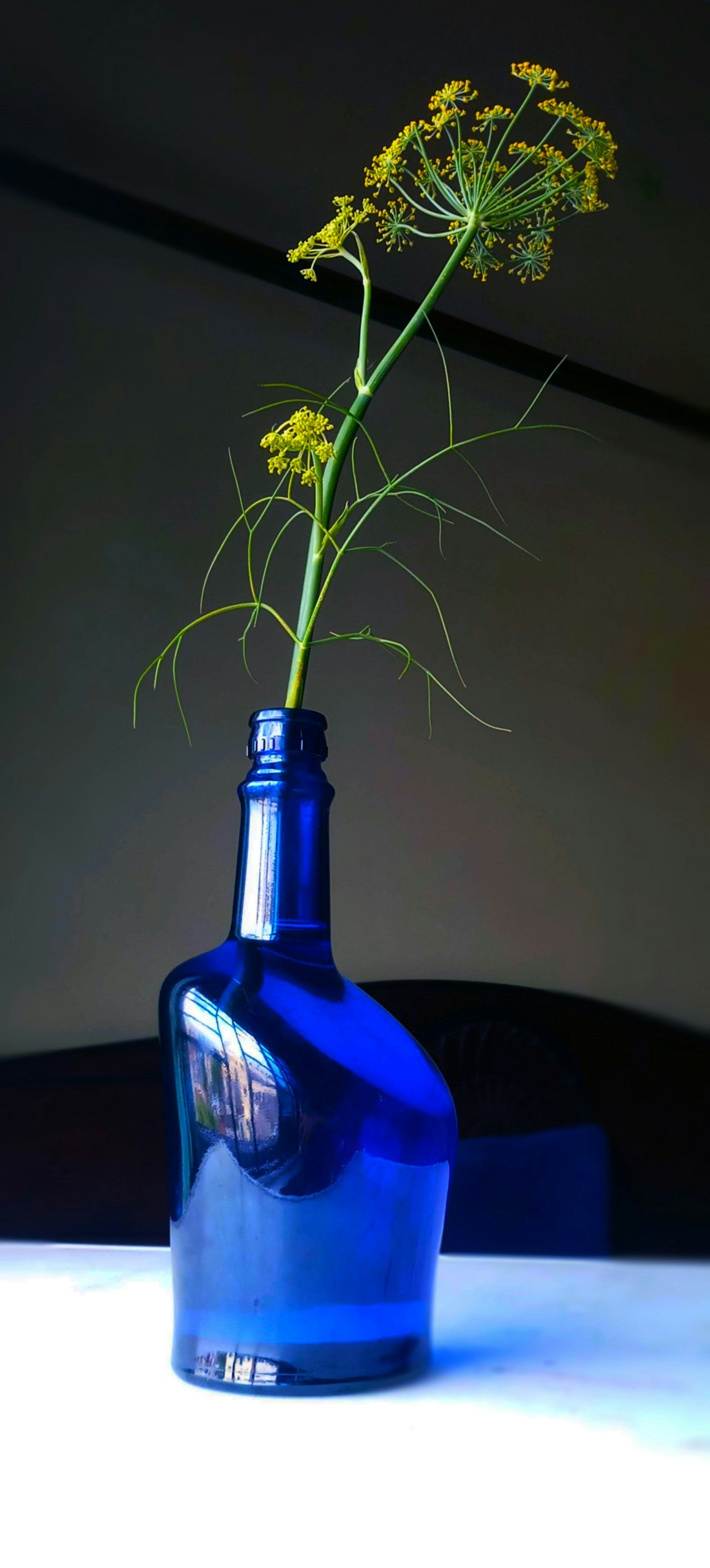 Fennel – Peko
