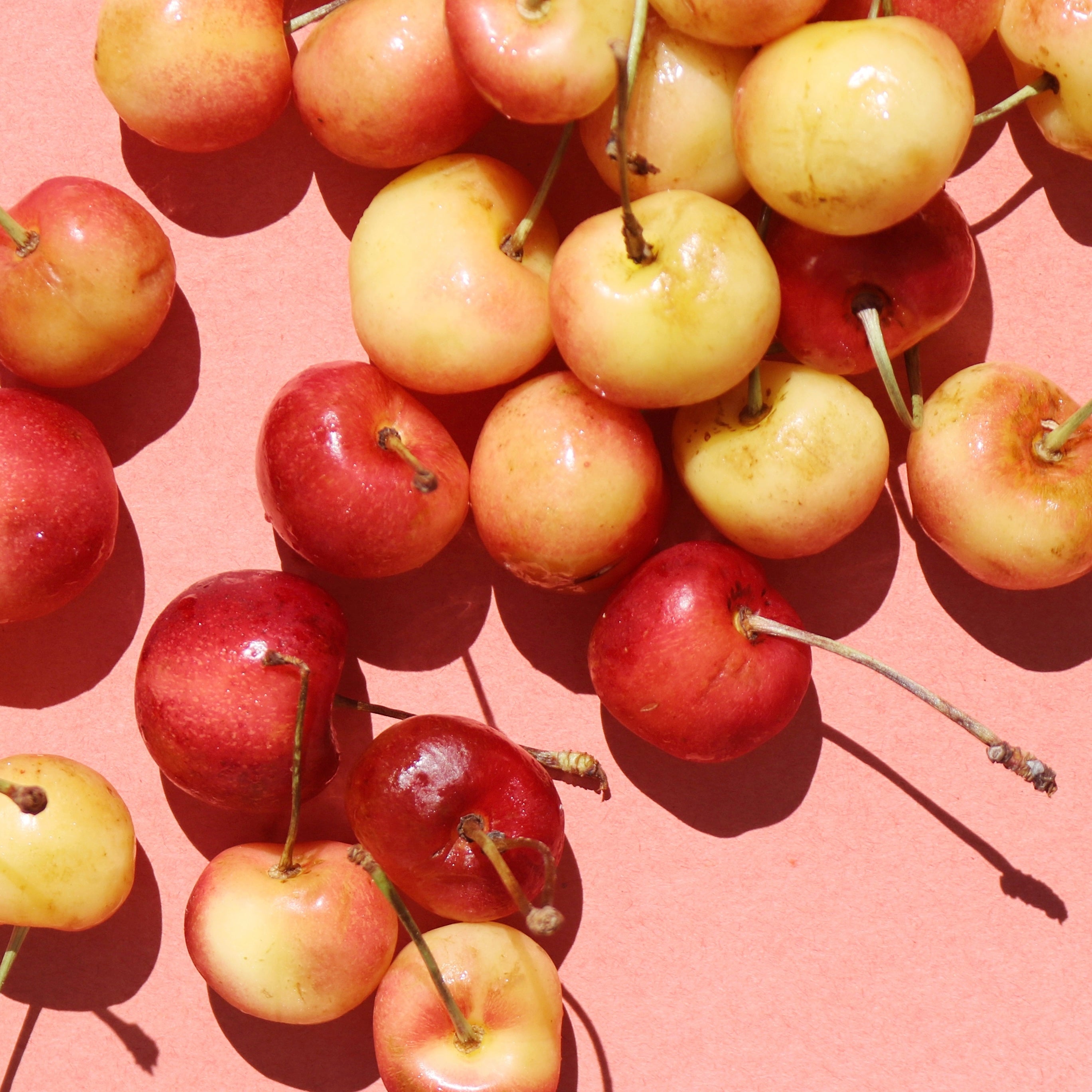 Cherries, Rainier – Peko